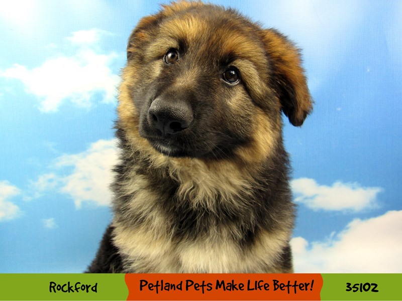 German Shepherd Dog-DOG-Female-Black / Tan-3147776-Petland Pets ... German Shepherd Dog-DOG-Female-Black / Tan-3147776-Petland Pets ...